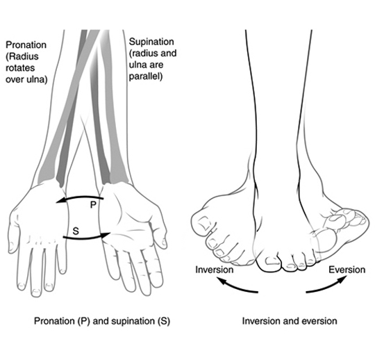 Motion & Strength - 1. Introduction to descriptive anatomy - Federica.EU