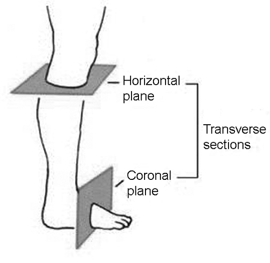 Motion & Strength - 1. Introduction to descriptive anatomy - Federica.EU