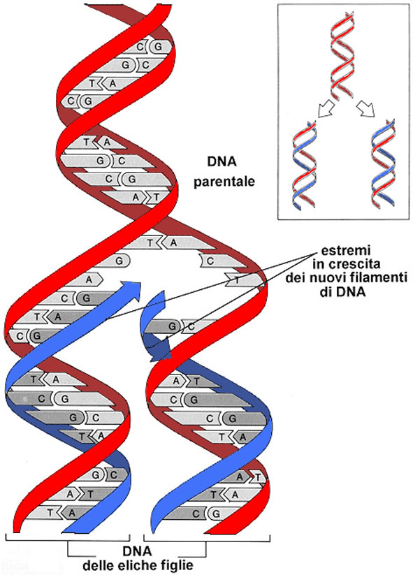 Embriologia e Morfogenesi - 1. DNA struttura e duplicazione - Federica.EU